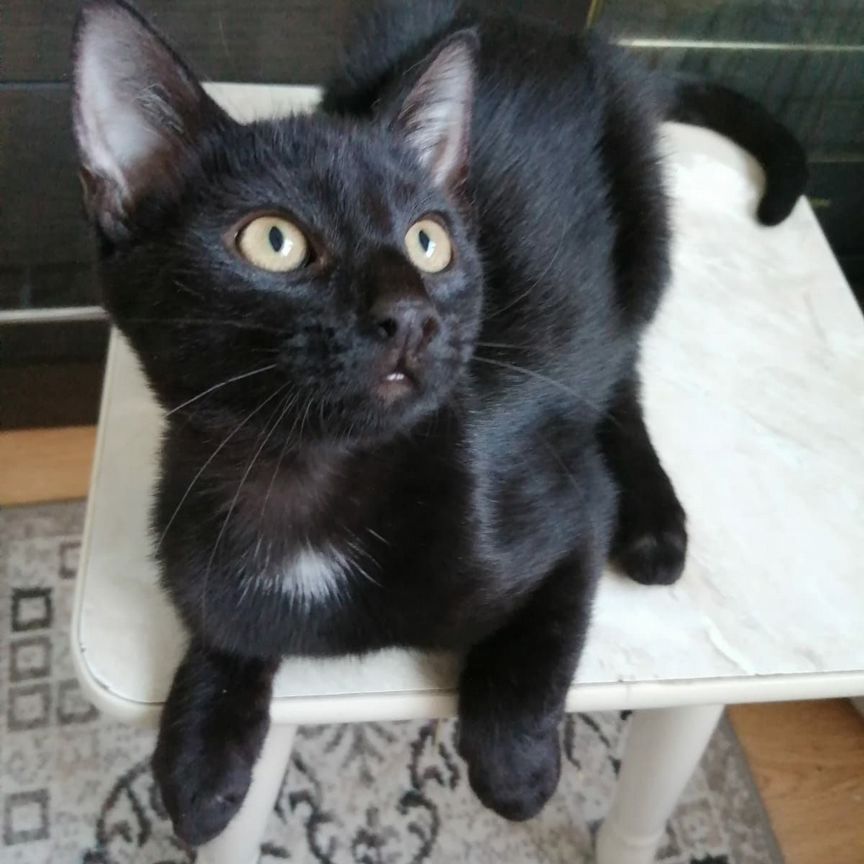 Котик в добрые руки