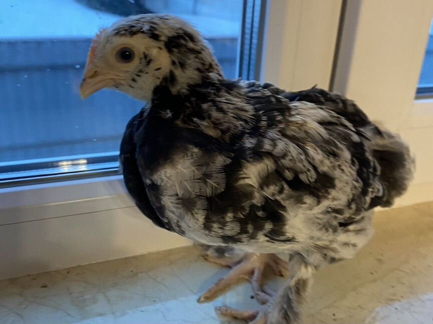 Петушки Фавероль,Барковская, Легбар, ухейилюй