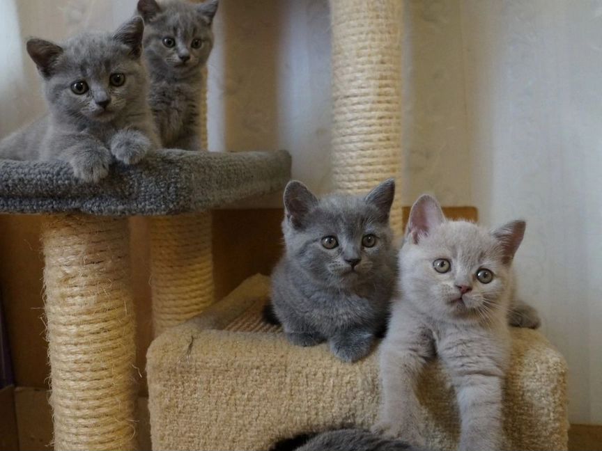 Британская короткошерстная