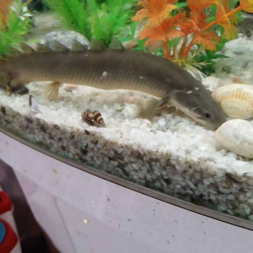 Рыбки полиптерус Сенегальский