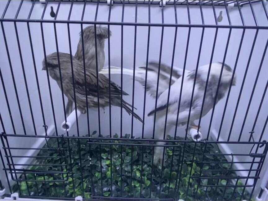 Кенара и канарейки