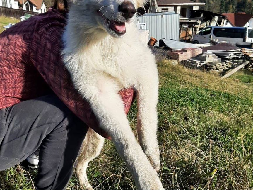 Метис маламута Хайди