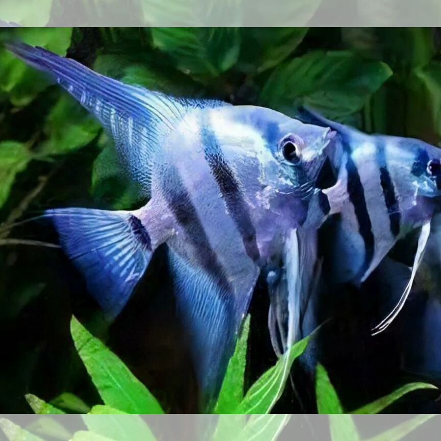 Скалярия Голубая