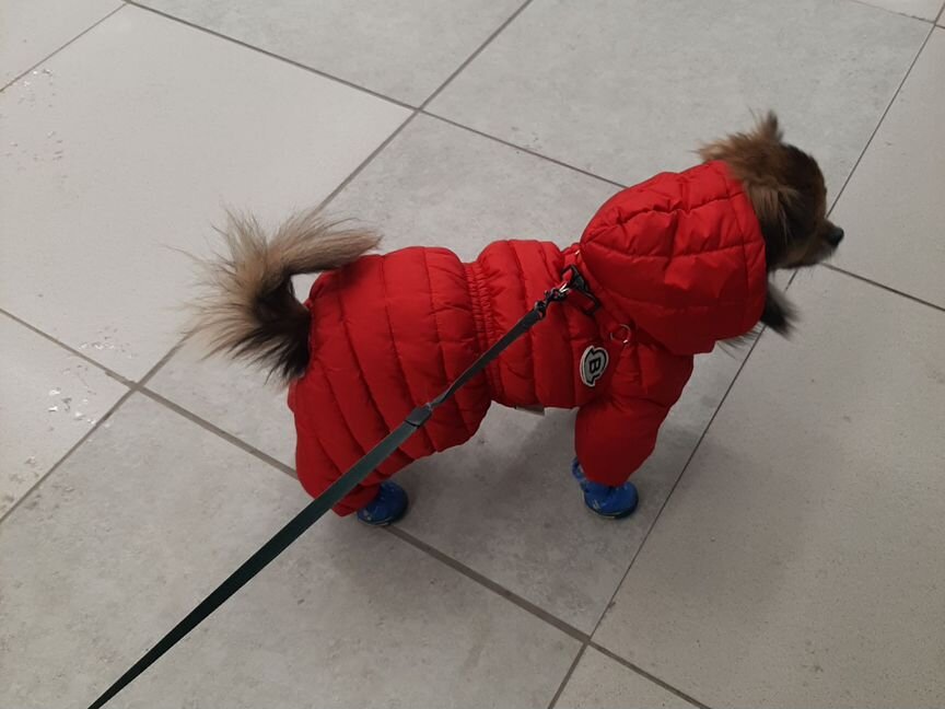 Комбез для собаки