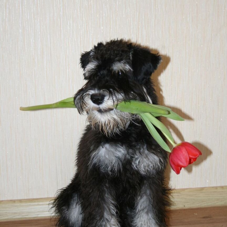 Цвергшнауцер вязка