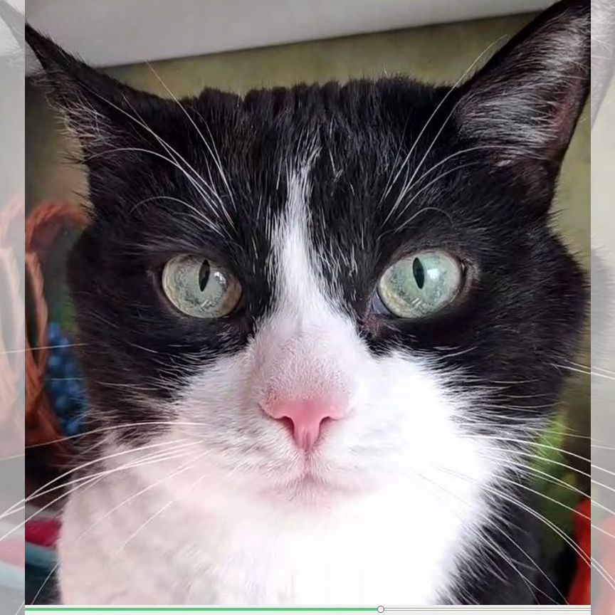 Взрослый кот в добрые руки