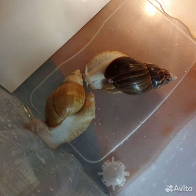 Улитки ахатины бесплатно