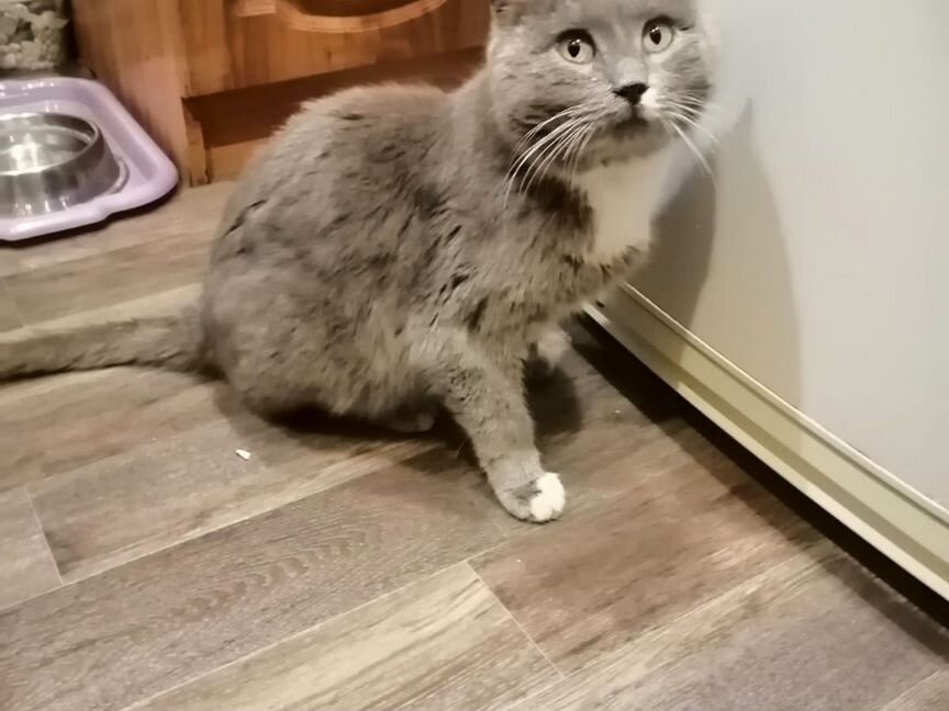 Молодой котик в добрые руки