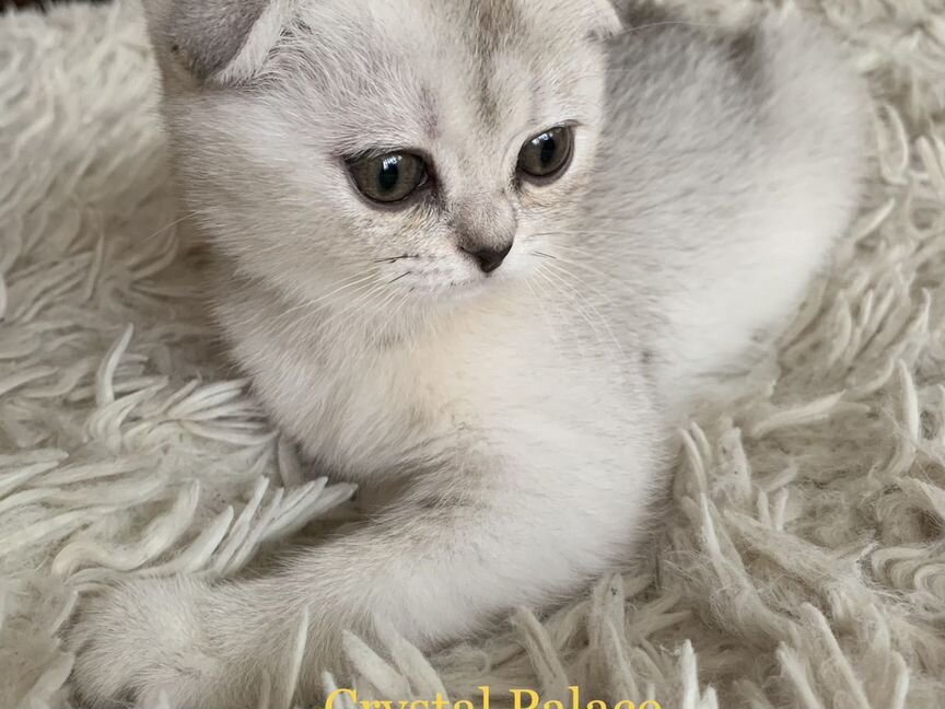 Серебряные зеленоглазые шиншиллки