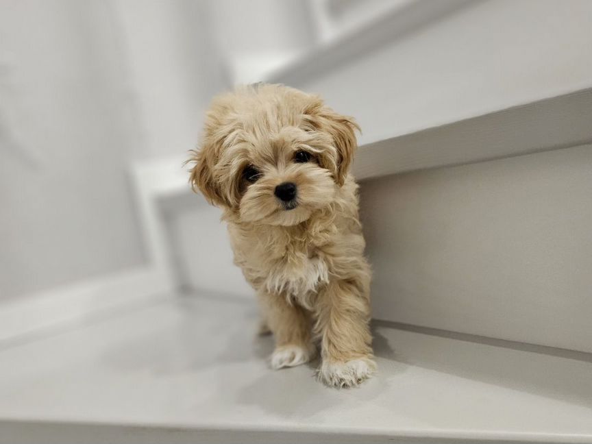 Мальтипу f1 мини