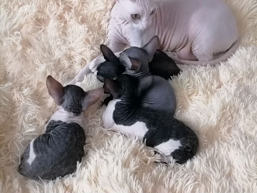 Котята
