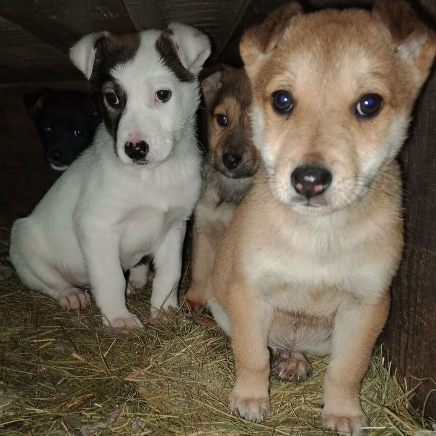 Щенок в добрые руки