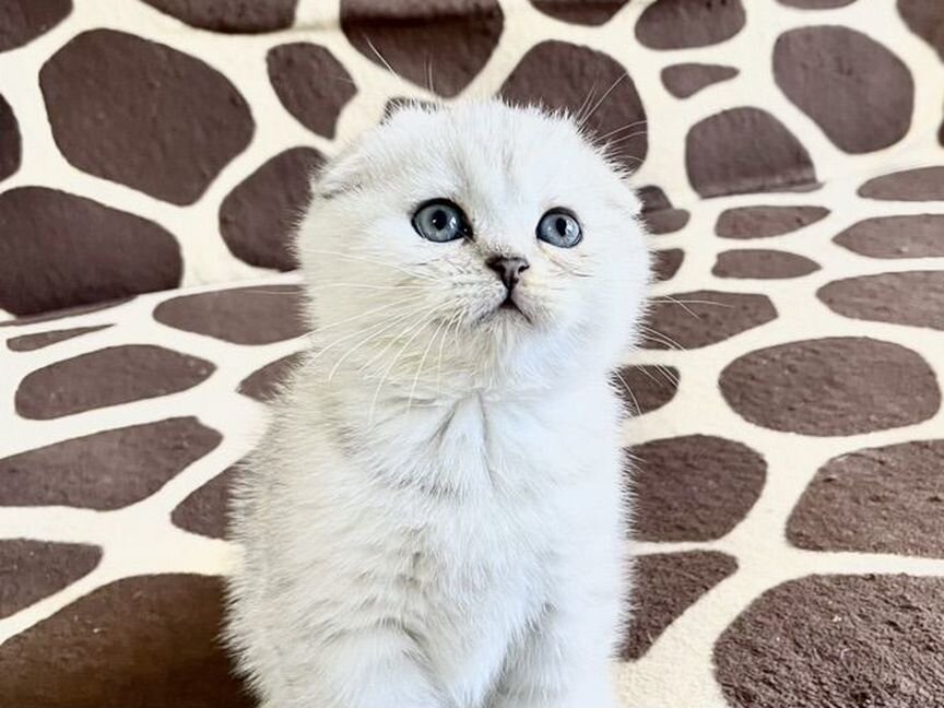 Шотландские вислоухие котята