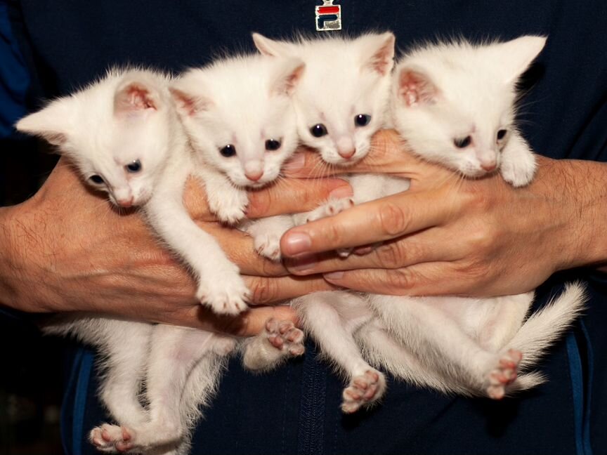 Котята белоснежные