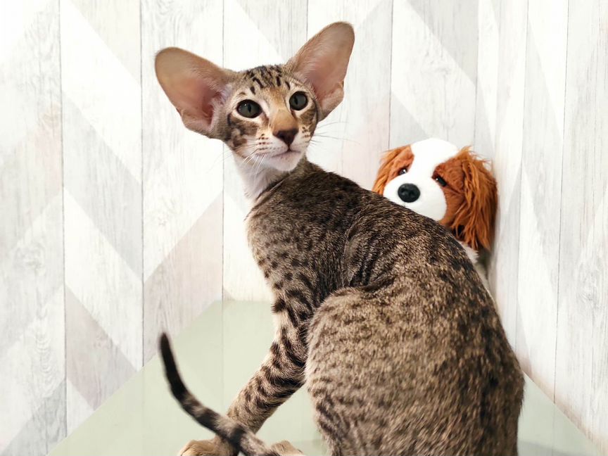 Ориентальная