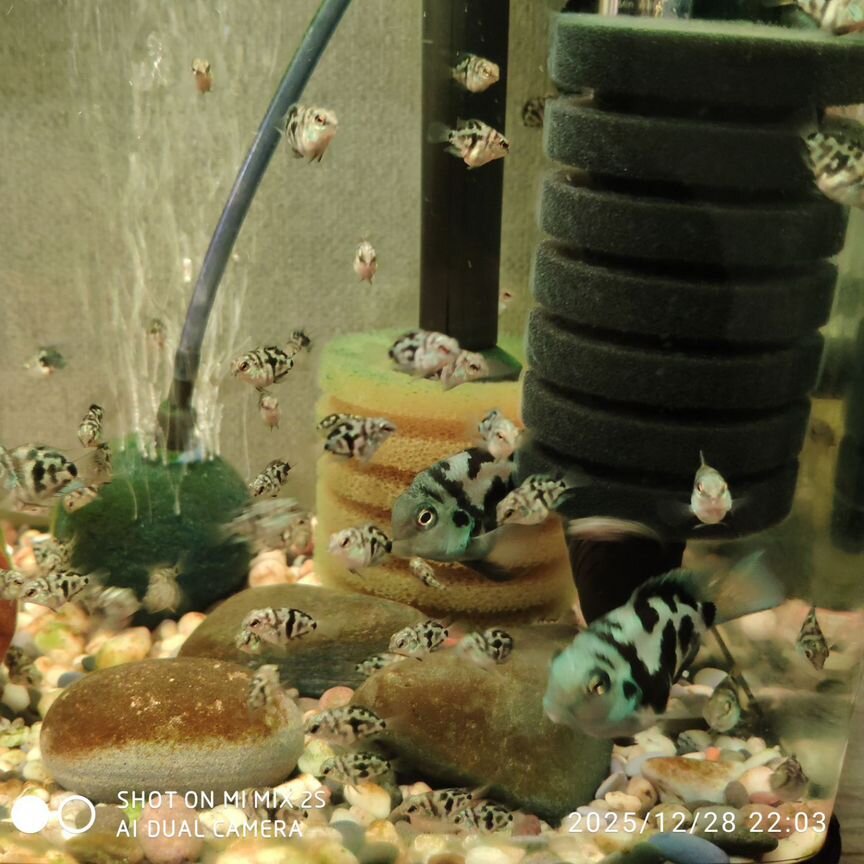 Аквариумные рыбки попугай сапфировый