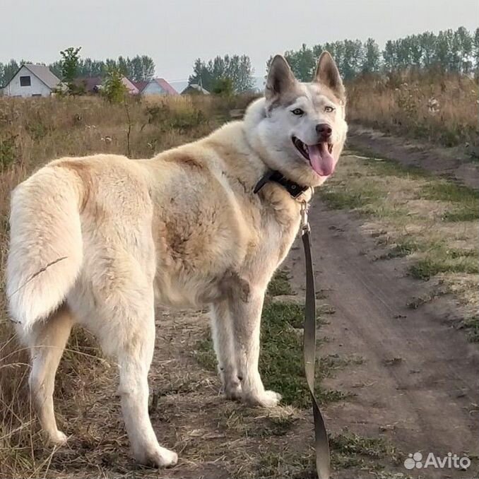 Сибирский Хаски в хорошую семью
