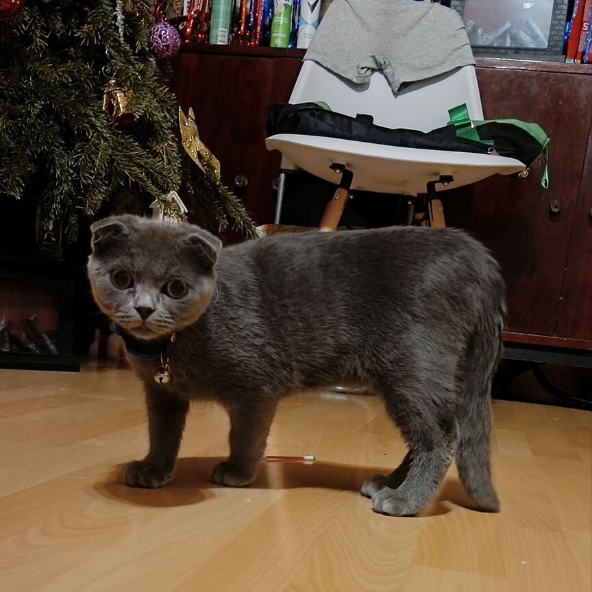 Отдам котика в добрые руки