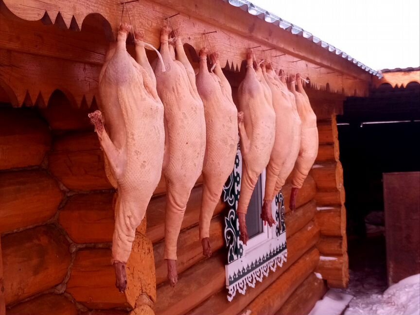 Гусиное мясо