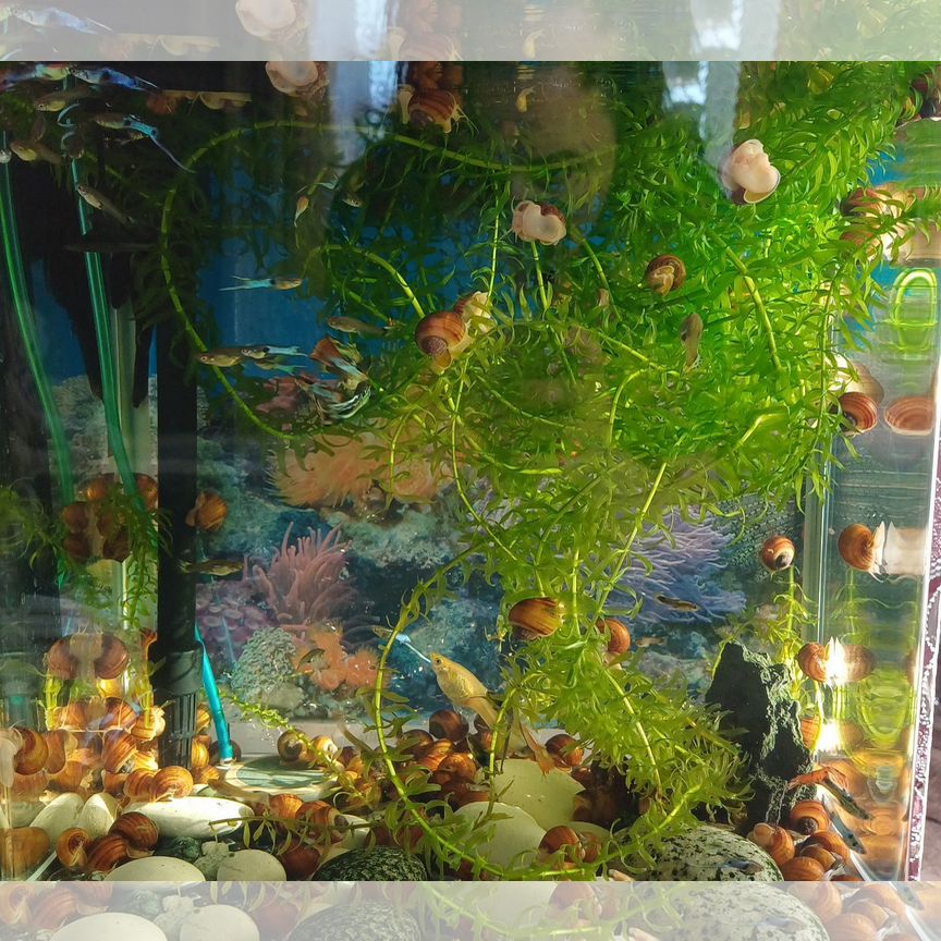 Аквариумные рыбки гуппи и улитки