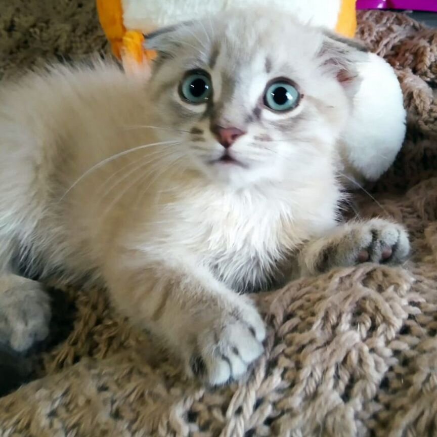 Котенок