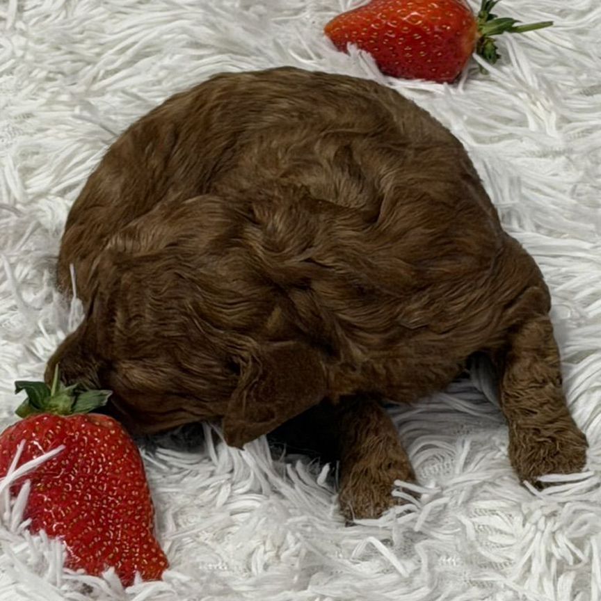 Мальтипу, щенок