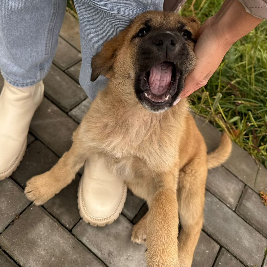 Щенок в добрые руки