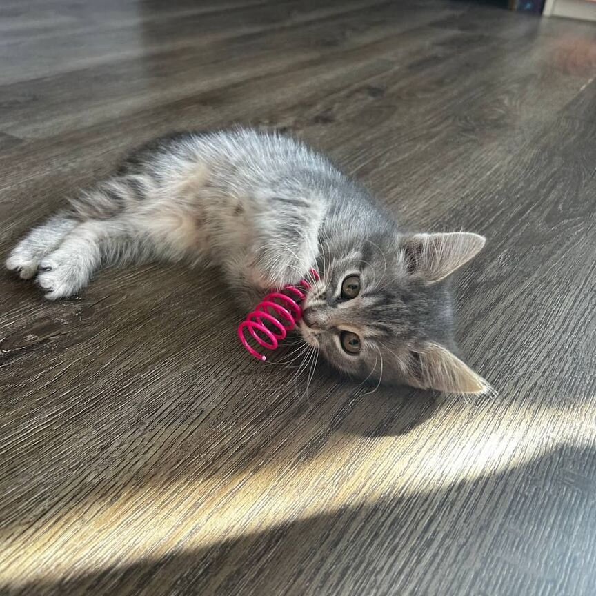 Отдам котенка в добрые руки
