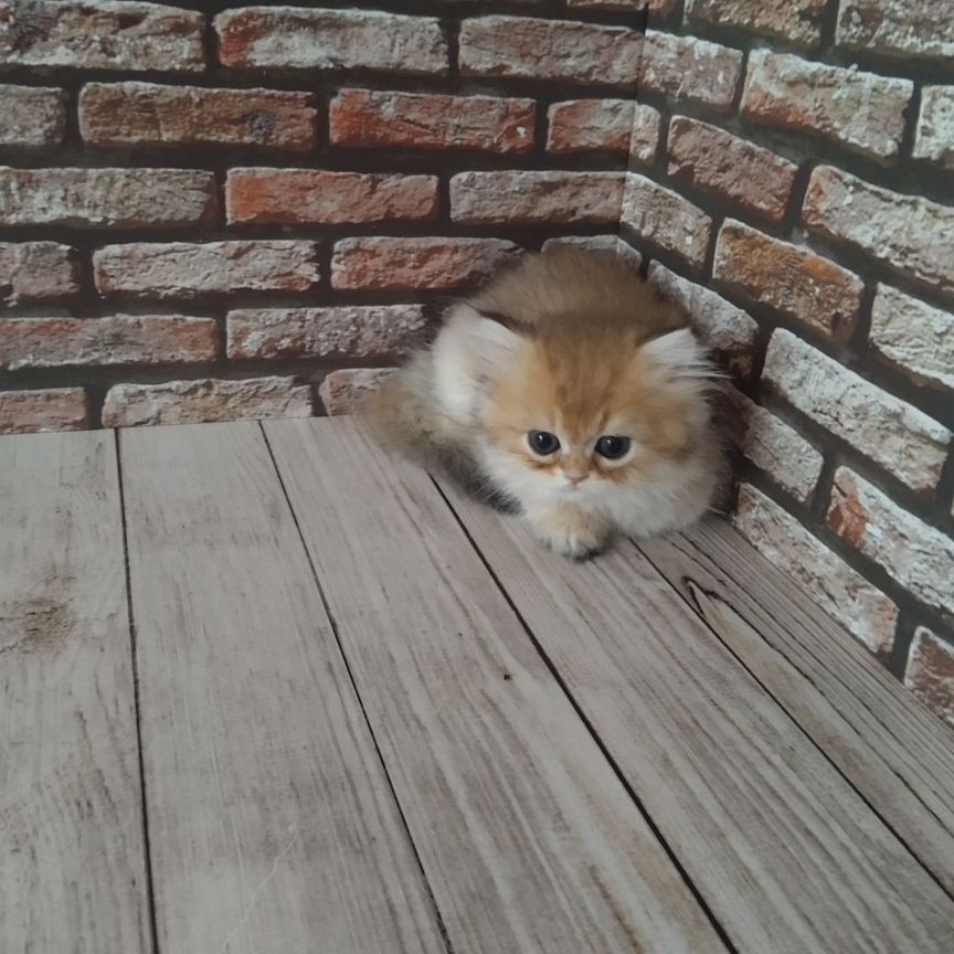 Золотая красотка