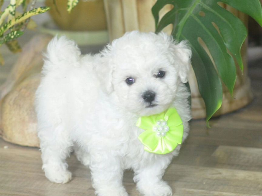 Щенки бишон фризе мальчики и девочки