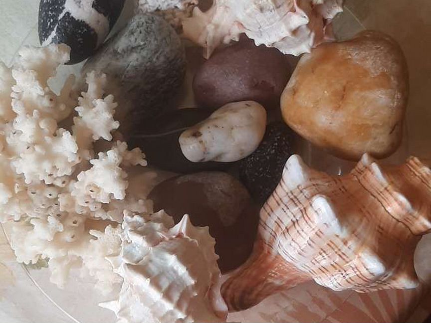 Морские ракушки раковины