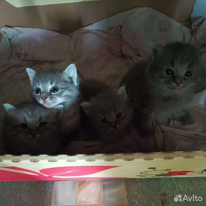 Отдам бесплатно животные