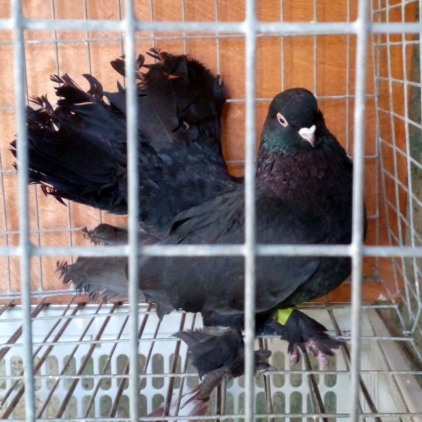 Продажа статных голубей