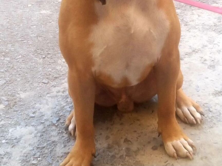 Питбуль щенок