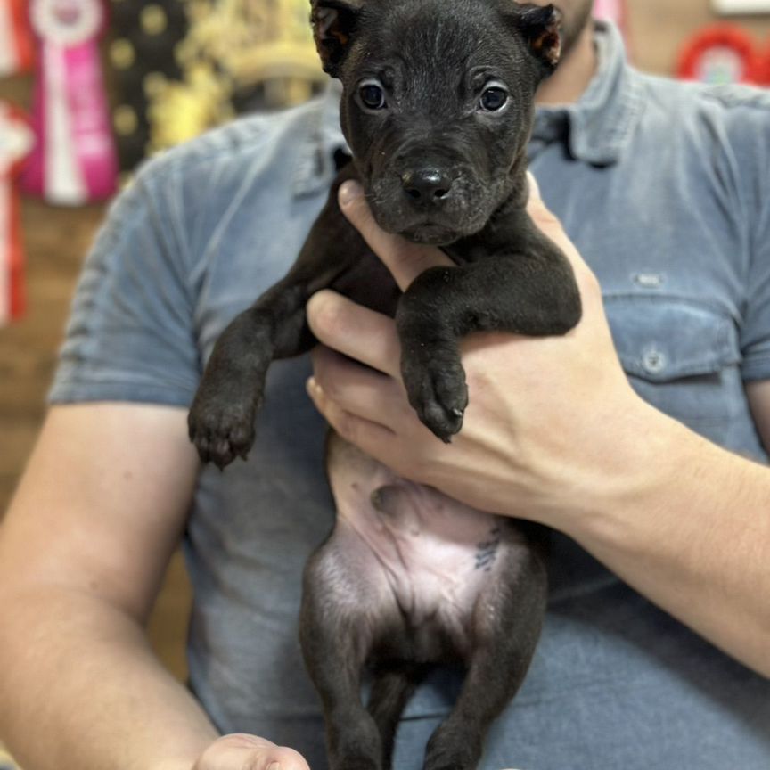 Черный кобель без белого