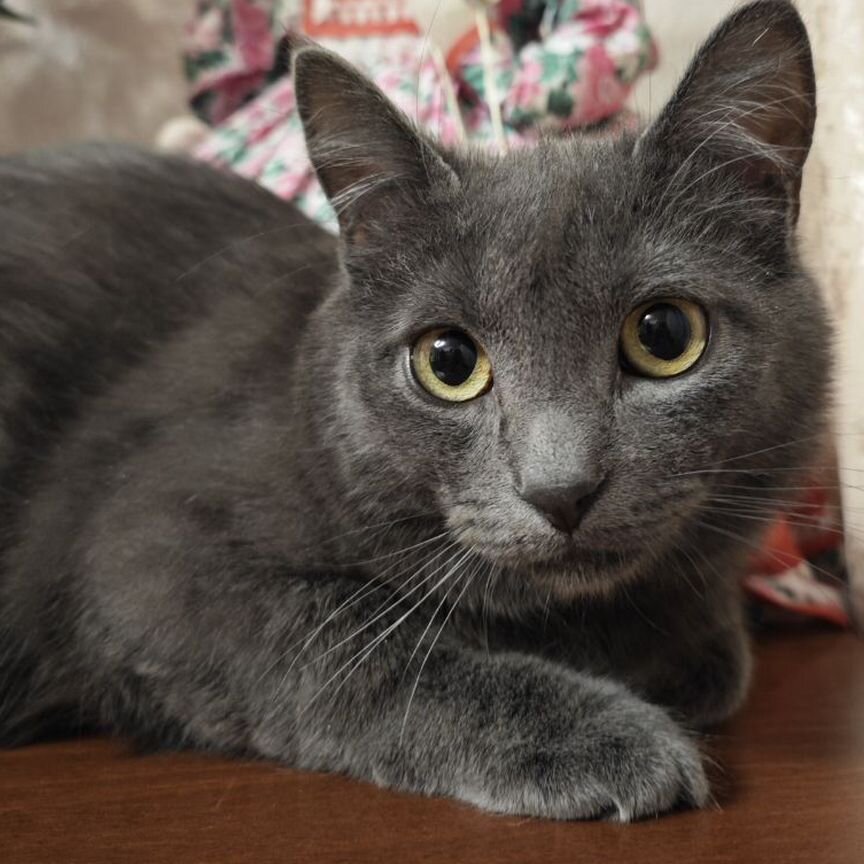 Русский голубой котёнок