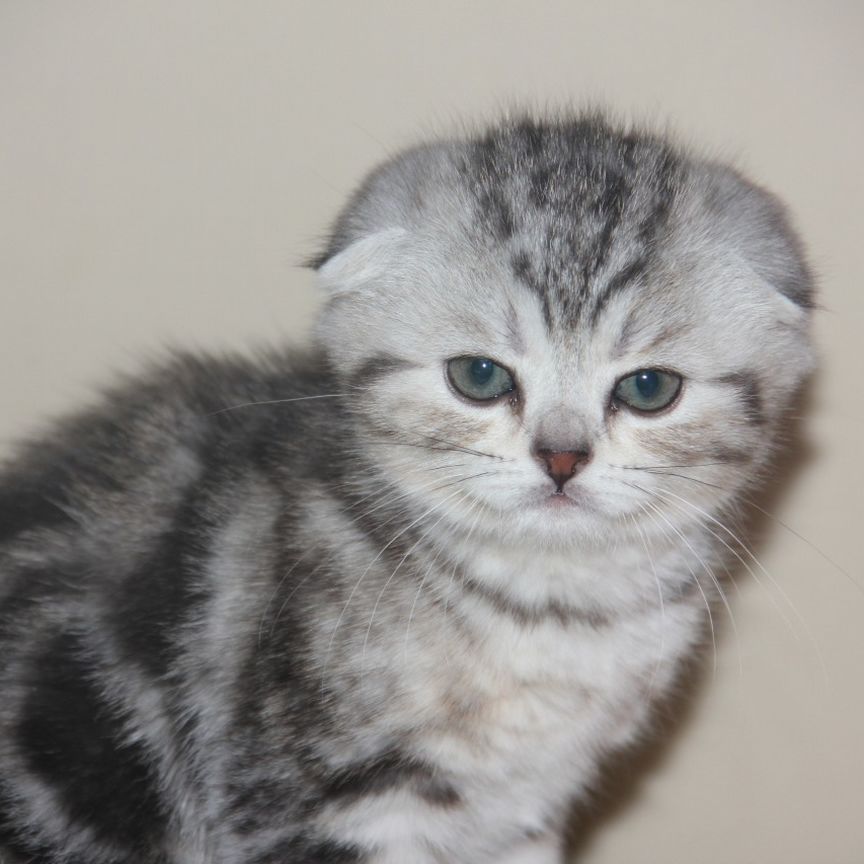 Котик мраморный вислоухий
