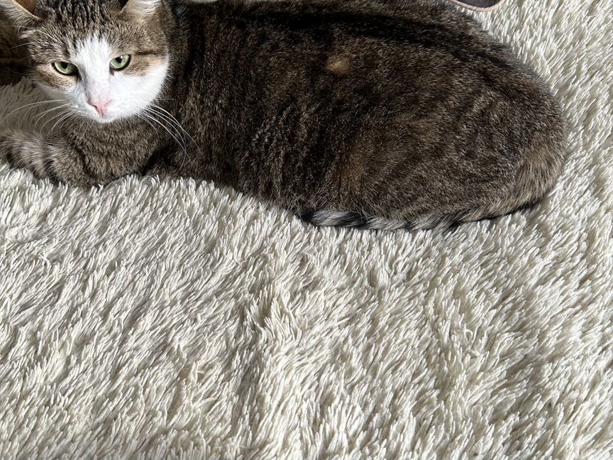 Кошка Лола