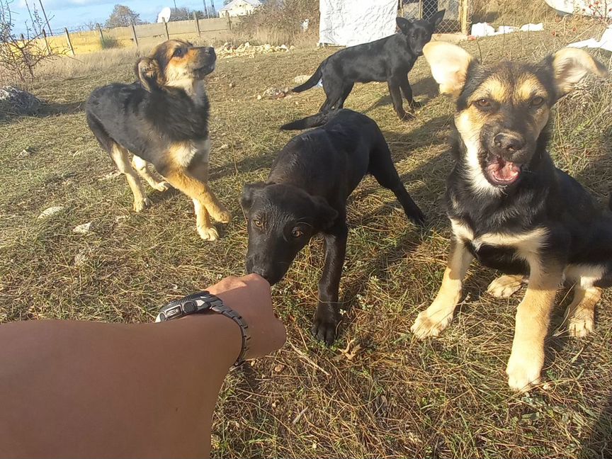 Отдам в хорошие руки щенков, 5 месяцев