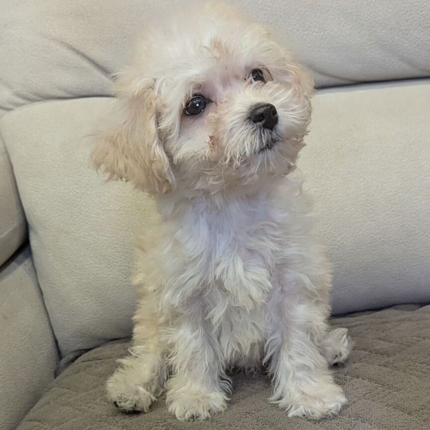 Мальтипу, щенок