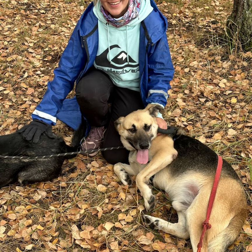 Ветошь для изолятора в приют для собак