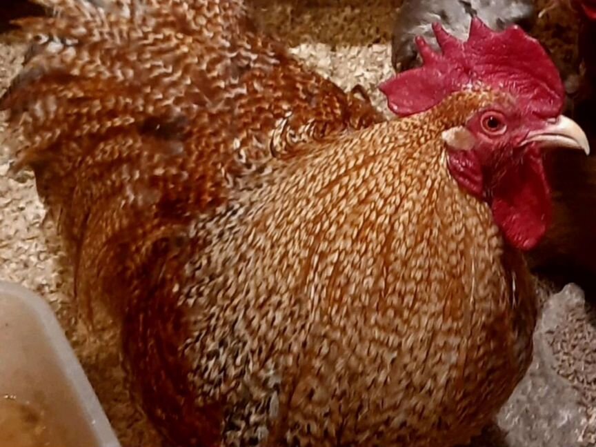 Семья кур мясо-яичной породы Билефельдер