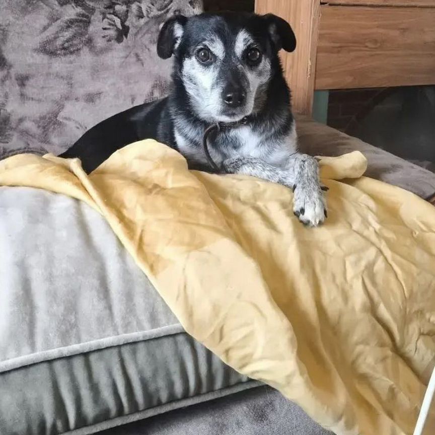 Взрослый пёс в добрые руки