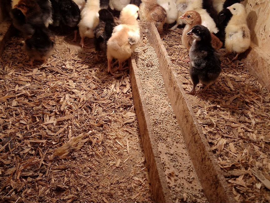 Цыплята несушки