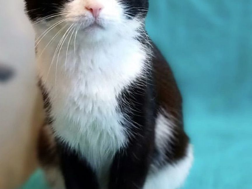 Котик Каспер
