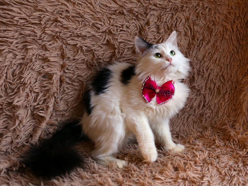 Котенок-подросток девочка
