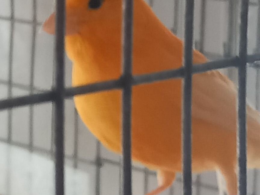 Кенара и канарейки