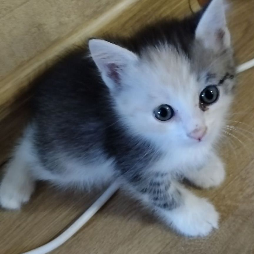 Котята