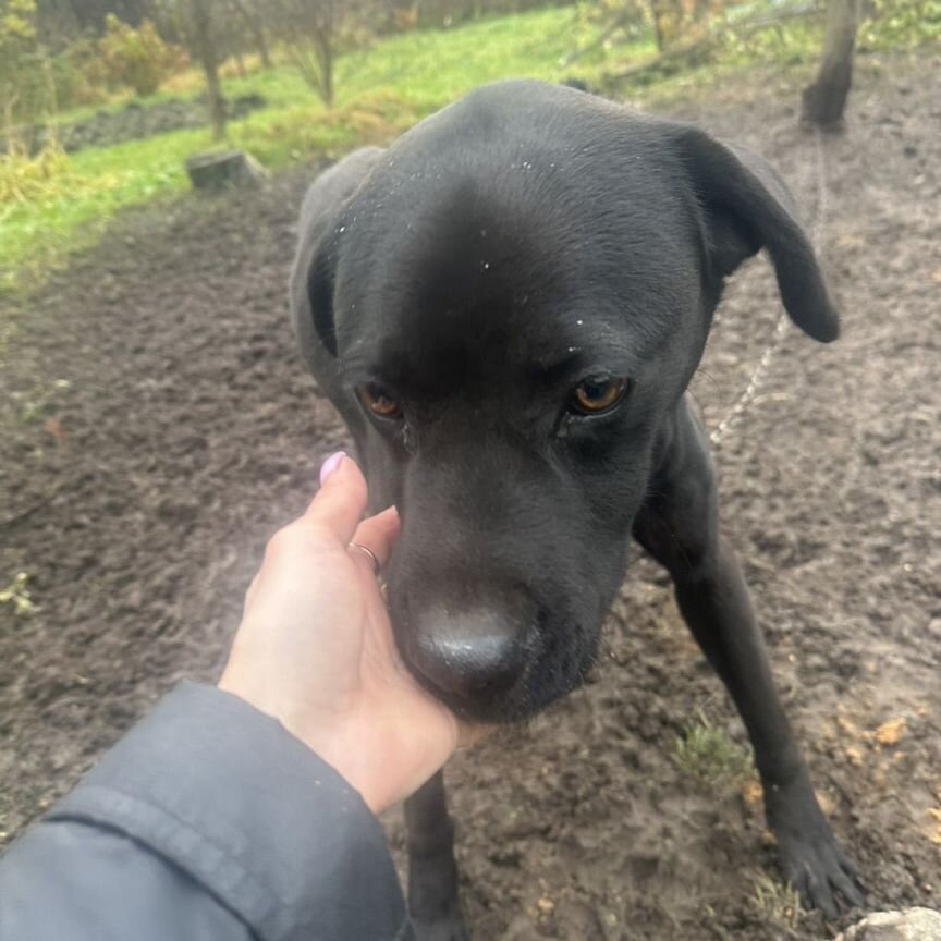 Лабрадор-ретривер, взрослая собака