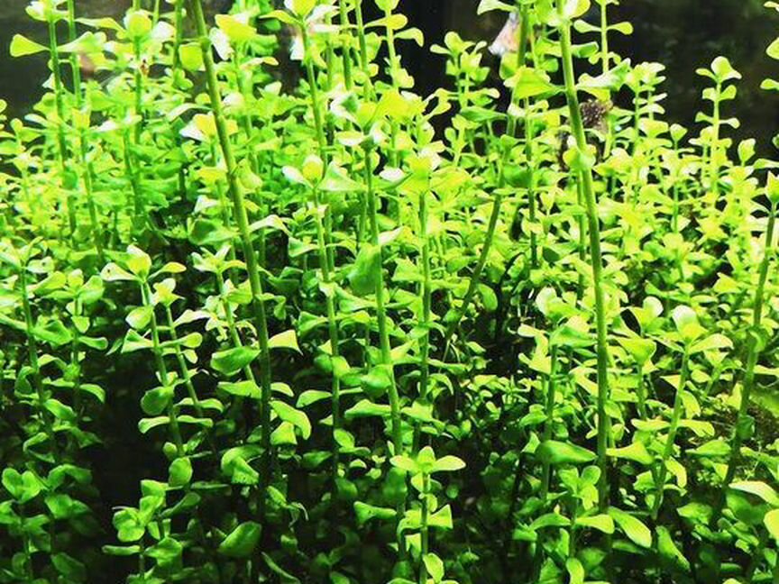 Бакопа Монье аквариумное растение